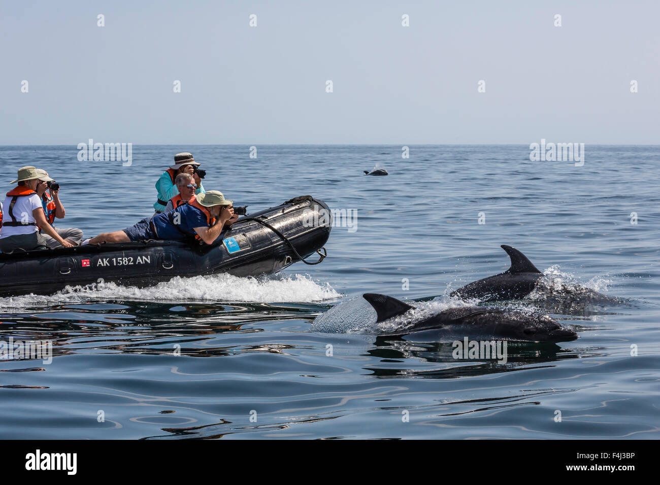 Bottlenose dolphins (Tursiops truncatus) bow riding the National ...