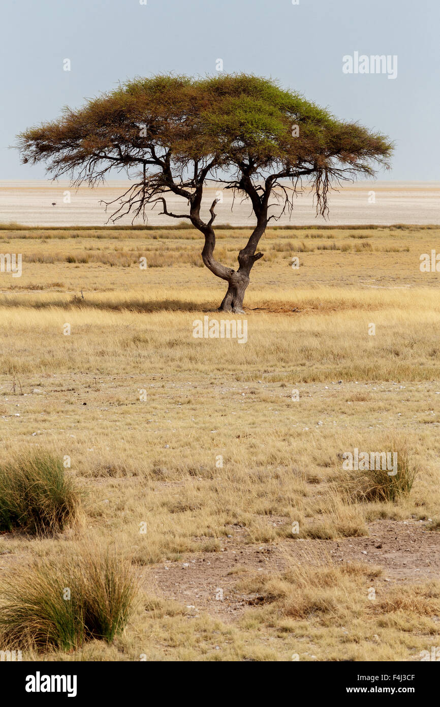 Typical large Acacia tree in the open savanna plains of East Africa ...