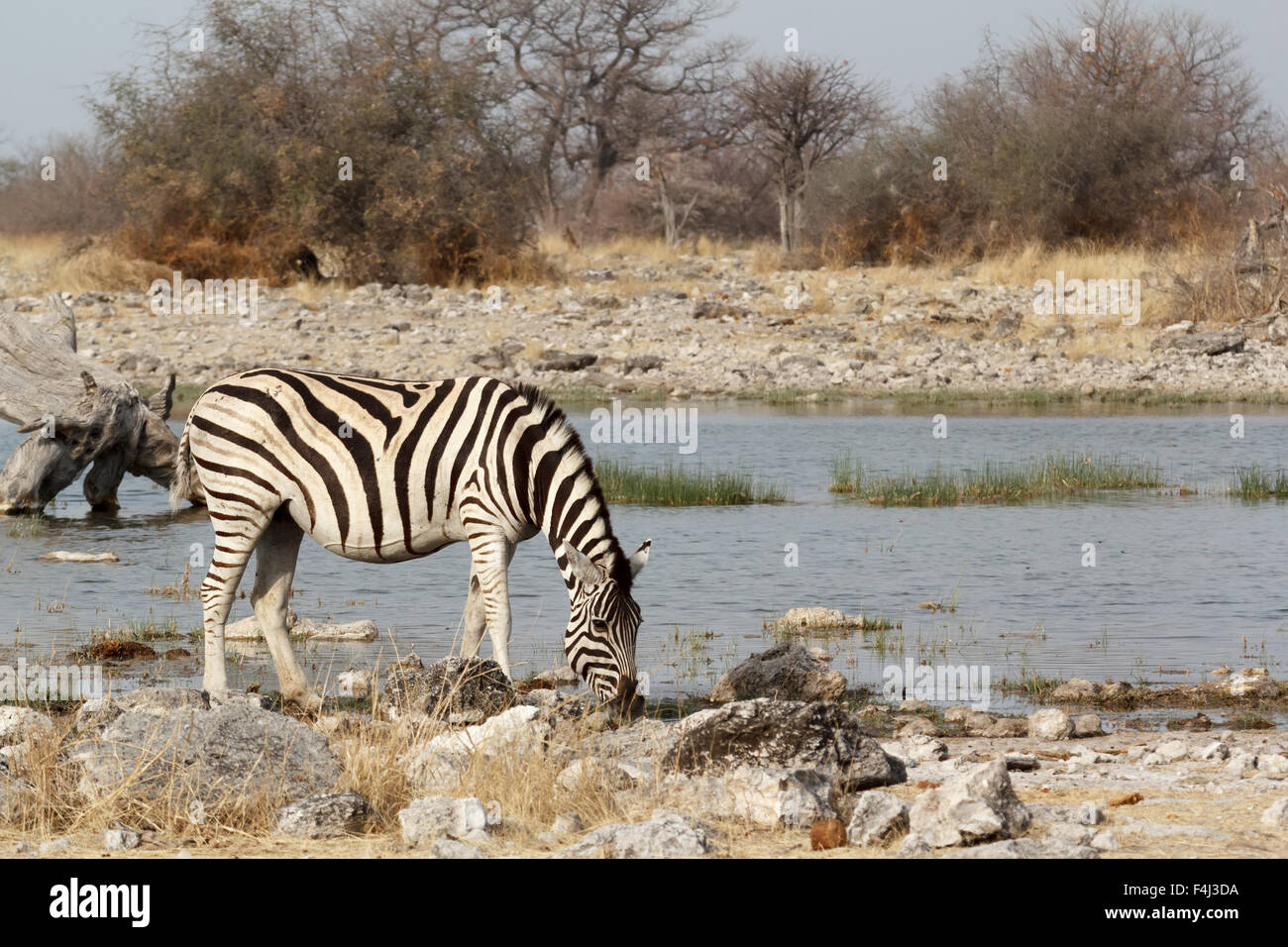 Zebra in african bush. Etosha national Park, Ombika, Kunene, Namibia ...