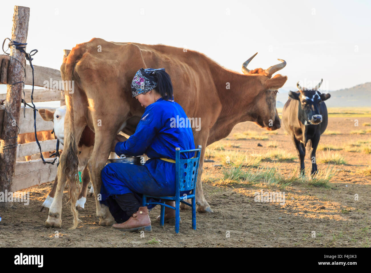 Seated lady wearing traditional clothing (deel) milks cow, Summer dawn ...