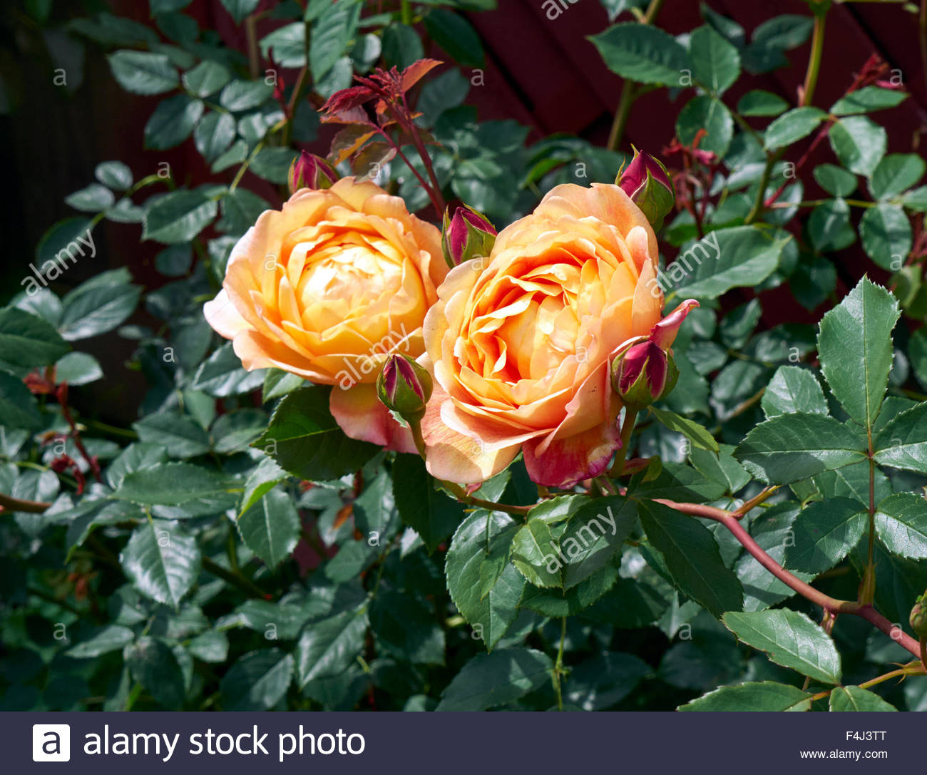 Lady Emma Hamilton Stock Photos & Lady Emma Hamilton Stock Images - Alamy