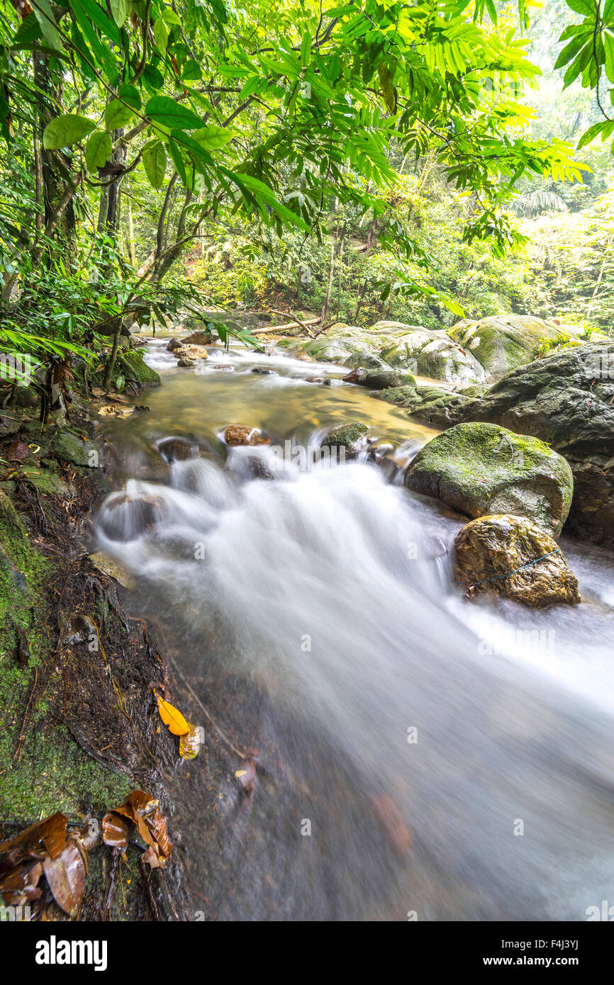 Natural flow of water stream at tropical forest Stock Photo - Alamy