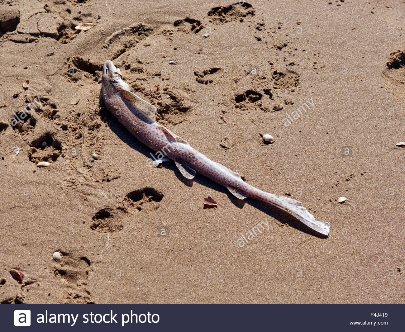 Dead Dogfish Stock Photos & Dead Dogfish Stock Images - Alamy