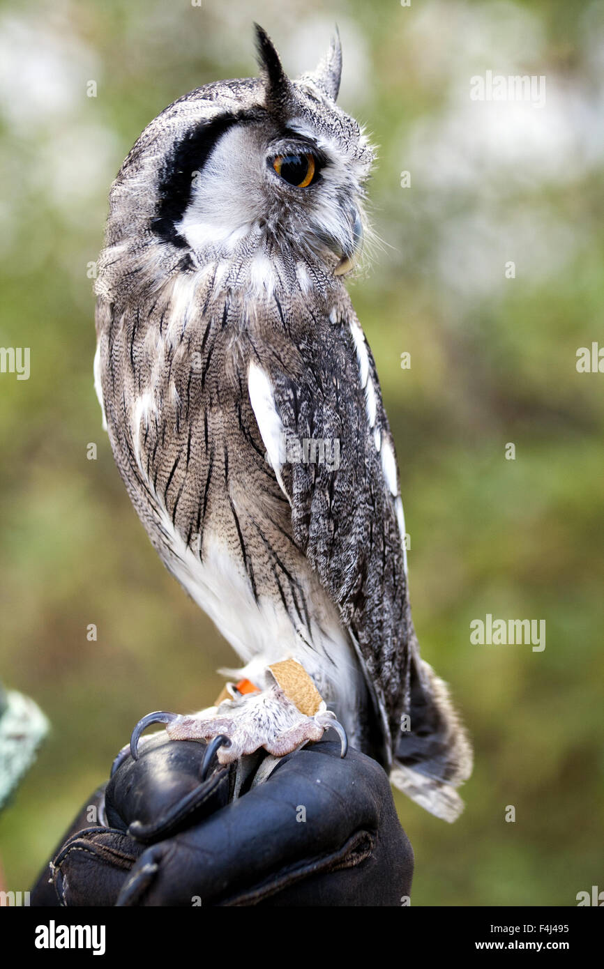 Little owl face hi-res stock photography and images - Alamy