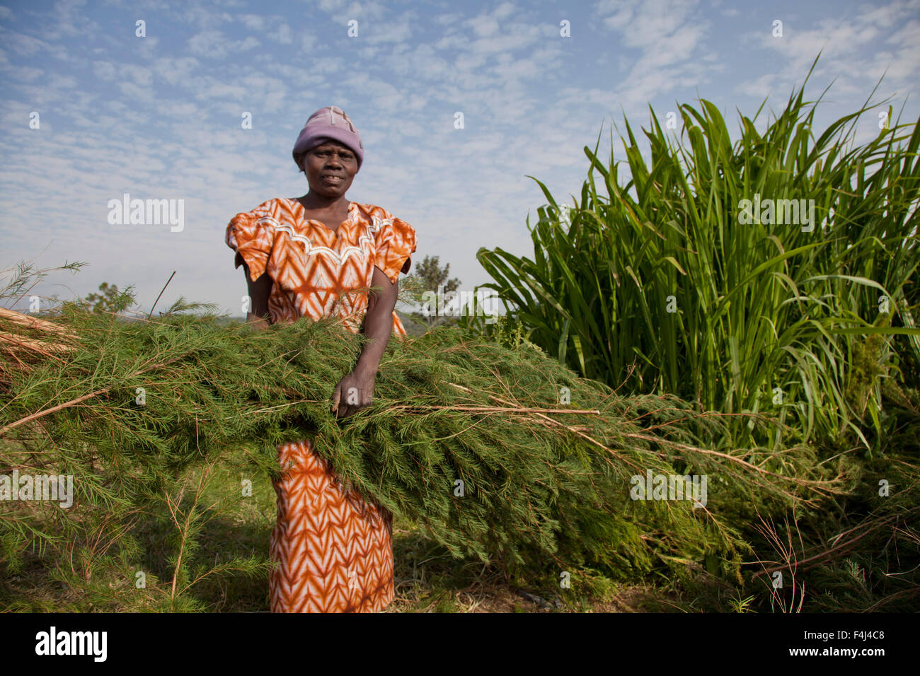 Farmers harvest and process tea tree oil for sale for export as a ...