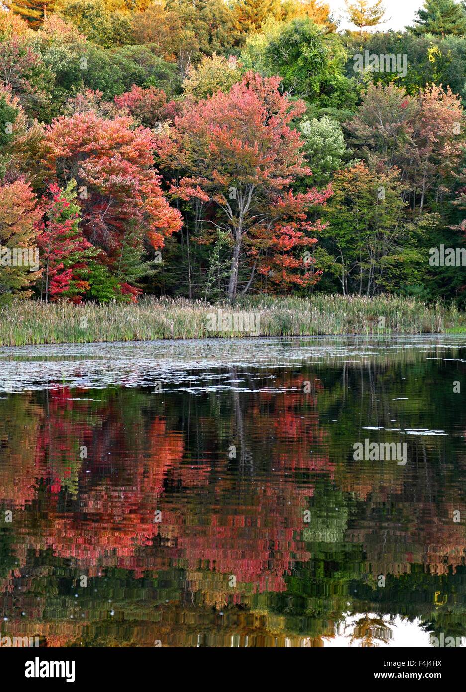 The Forest in its Fall Colors Stock Photo - Alamy