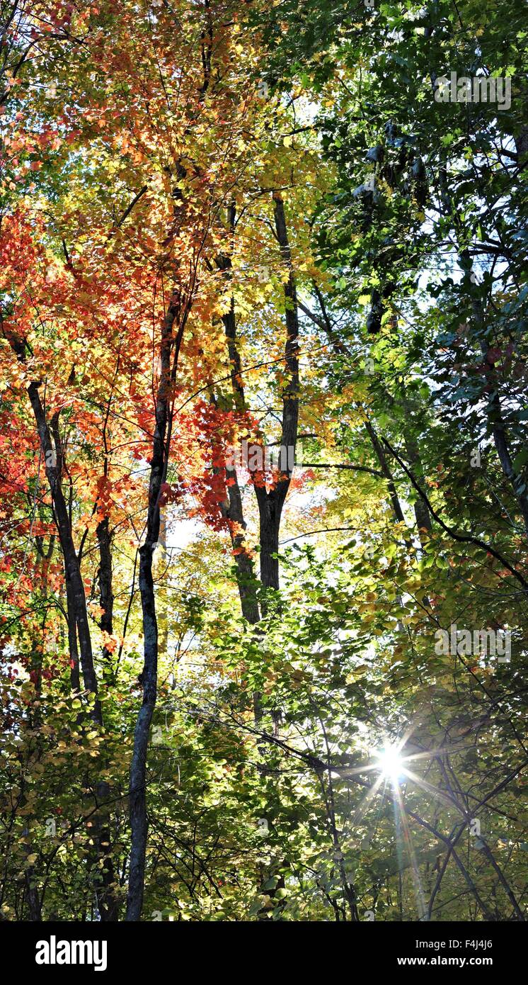 The Forest in its Fall Colors Stock Photo - Alamy