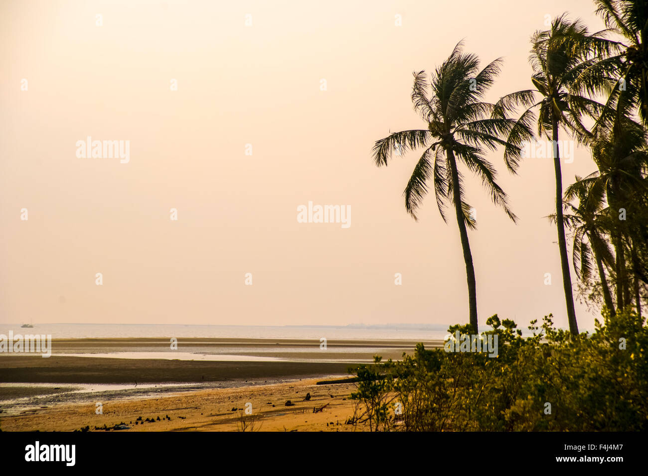 palms at sunset Stock Photo - Alamy