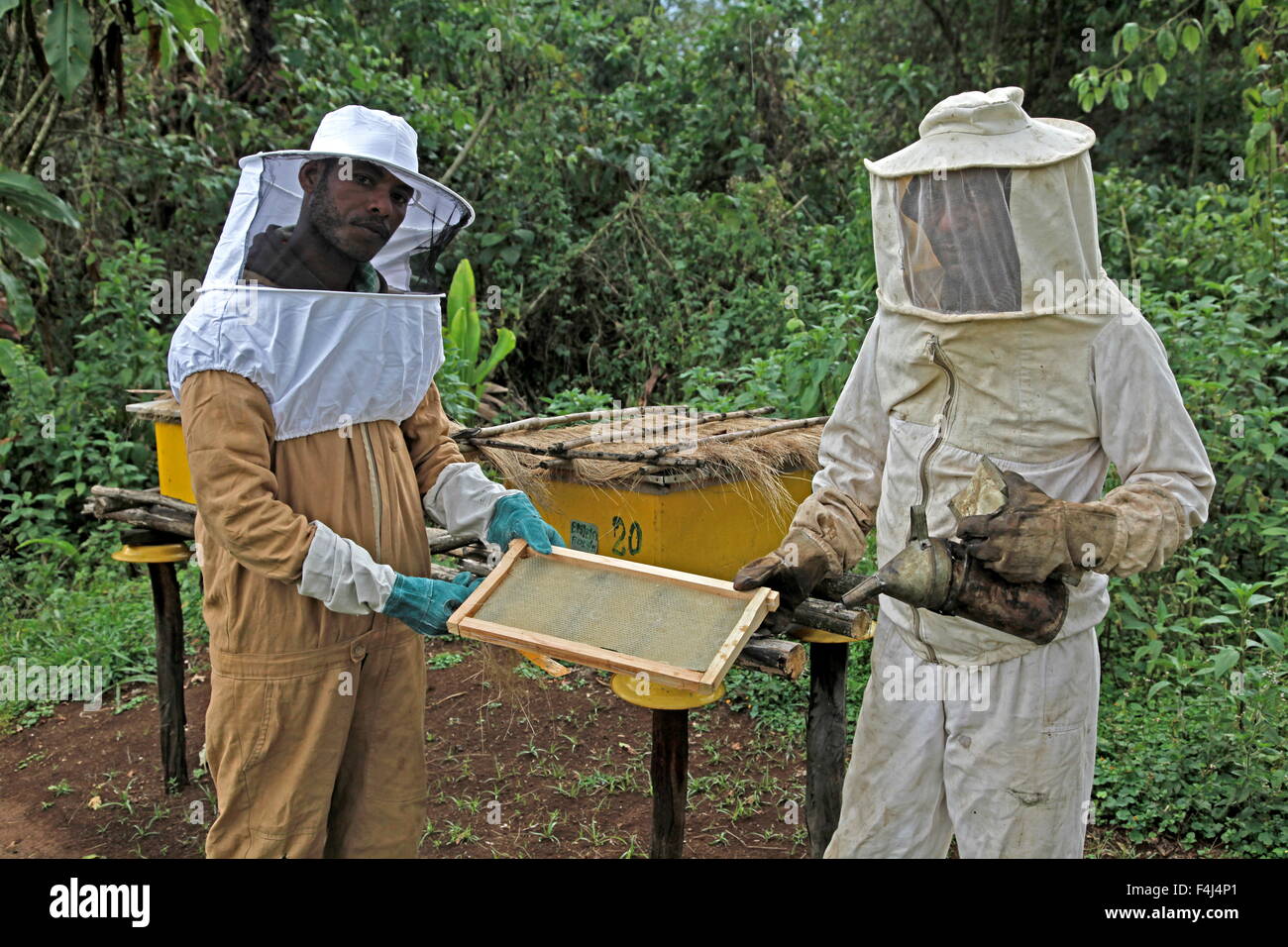Farmers working in a honey producing co-operative in the Masha area of ...