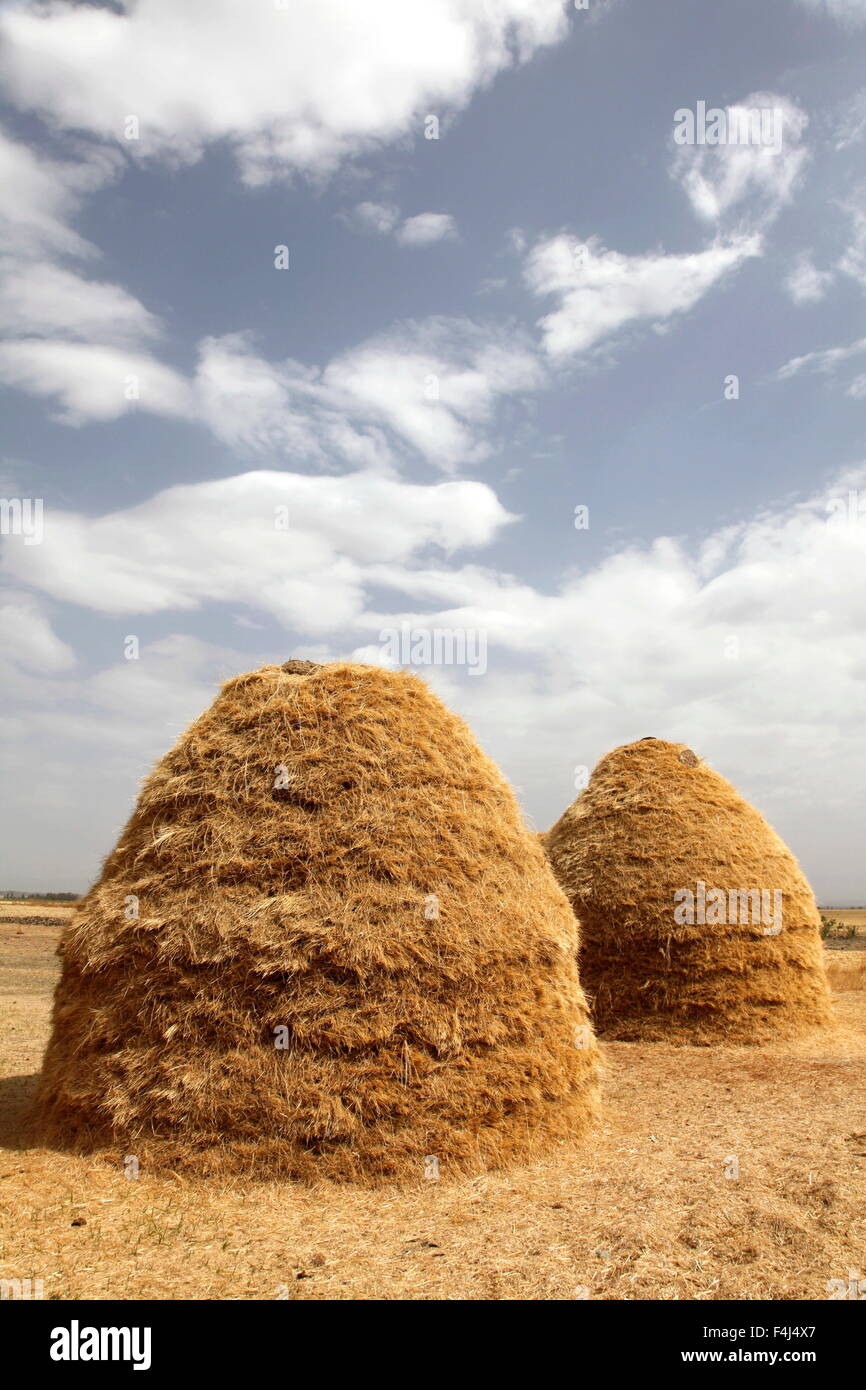 Mounds of teff grain dry in fields in Ethiopia, to make flour for ...