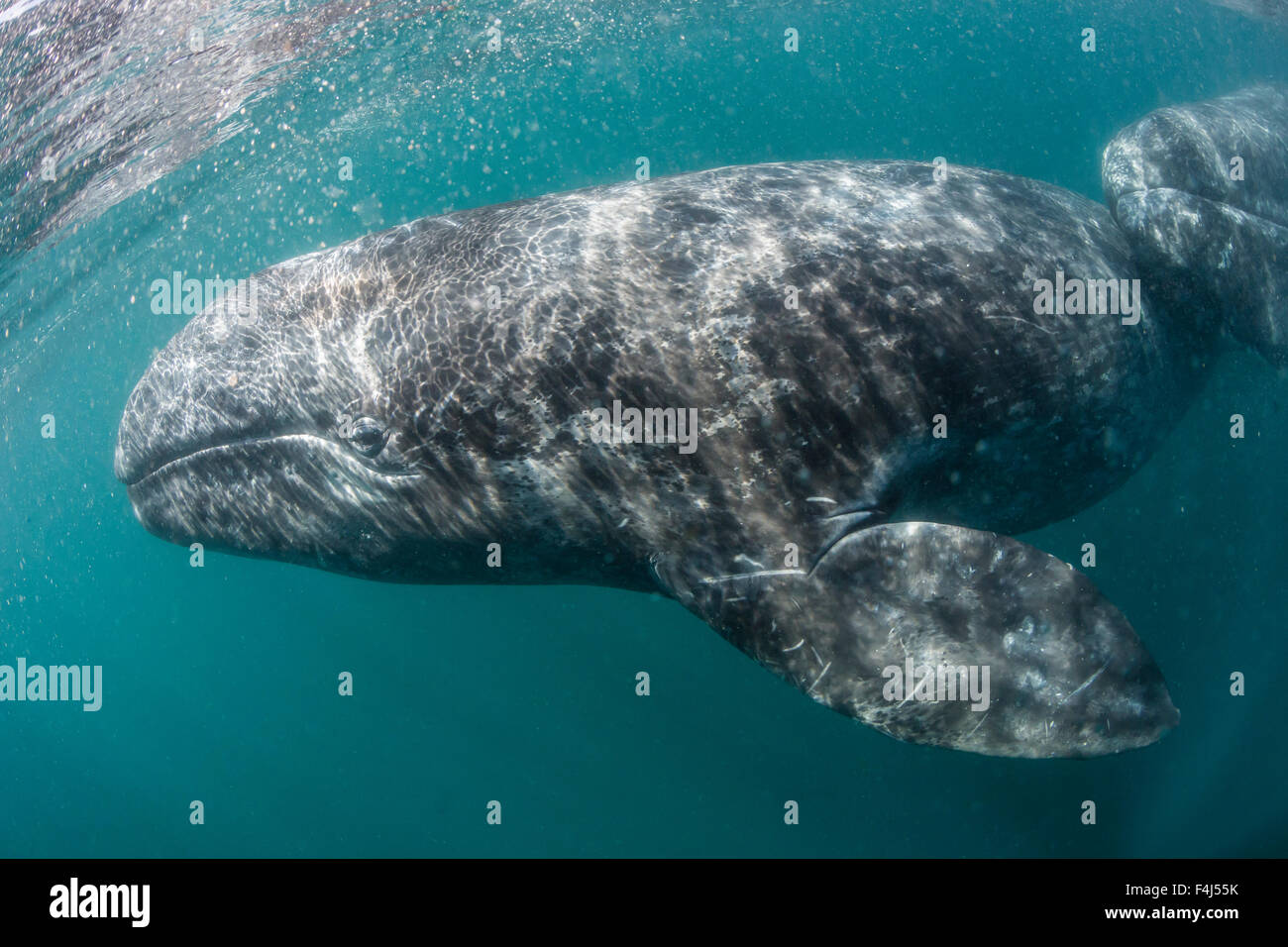 Gray Whale Underwater