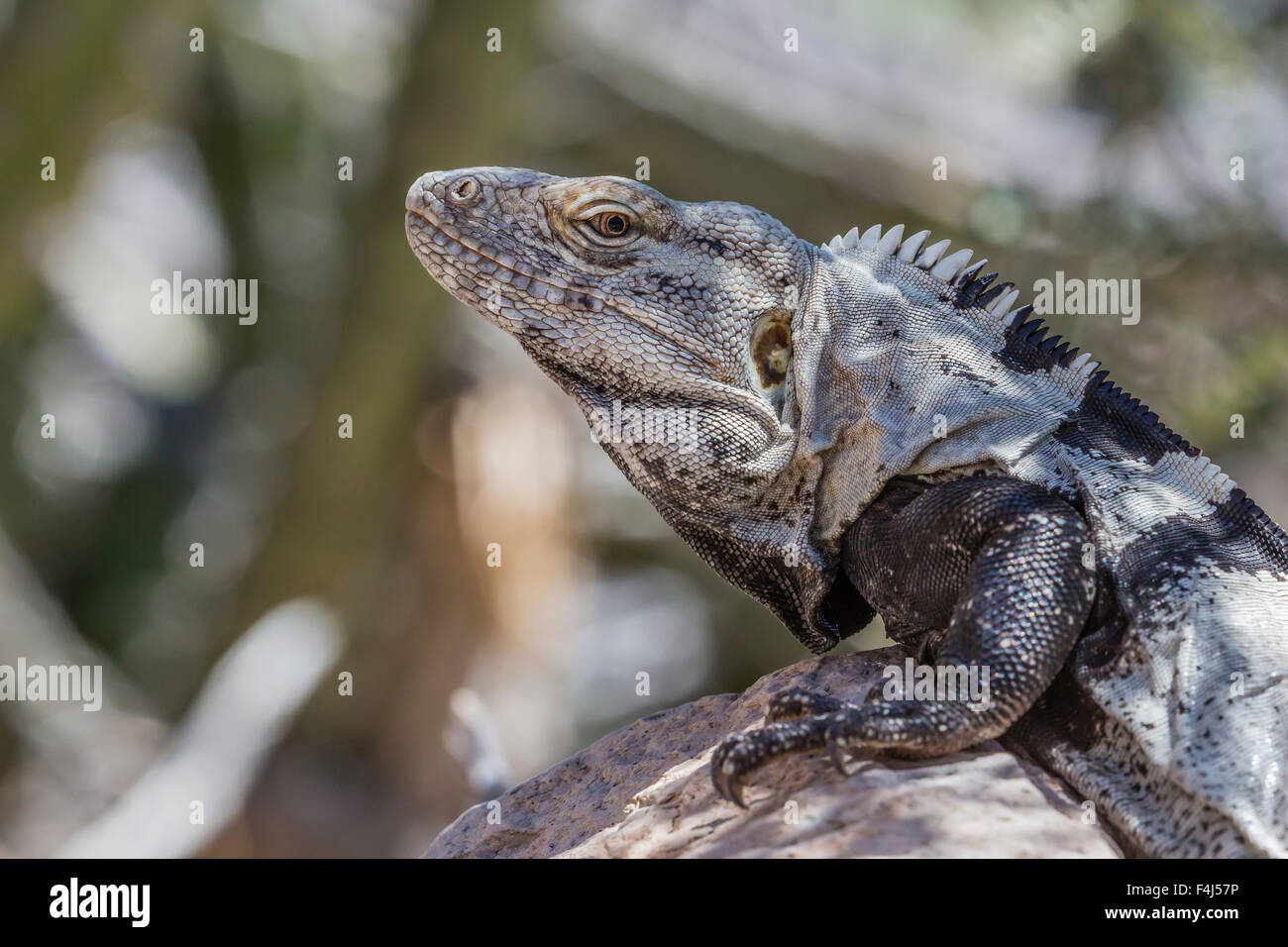 Head detail of an adult male spiny-tailed iguana (Ctenosaura ...