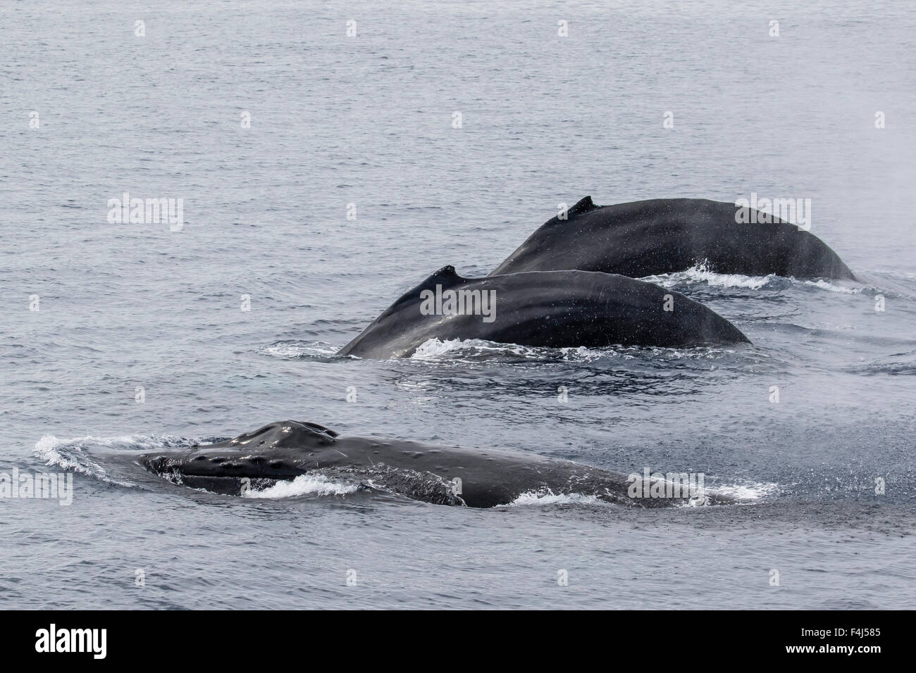 Adult male humpback whales compete for a female in esterus, San Jose ...