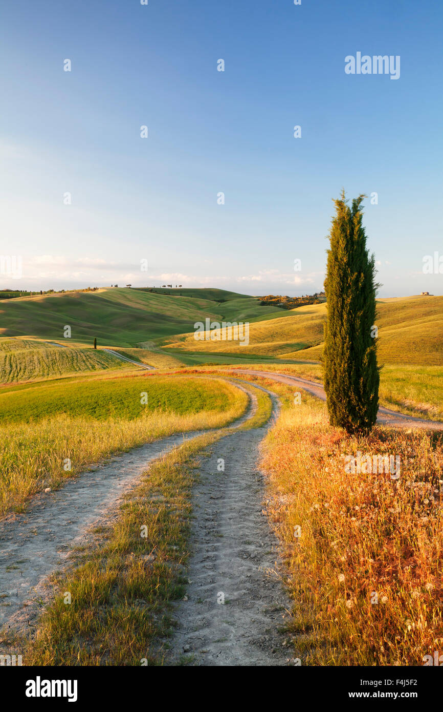 Tuscan landscape with cypress tree, near San Quirico, Val d'Orcia ...