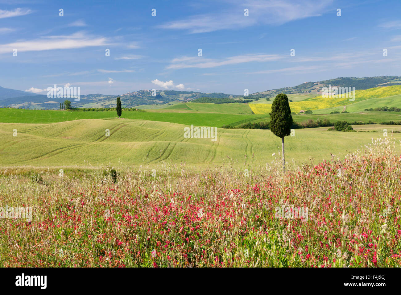 Tuscan landscape with cypress tree, near Pienza, Val d'Orcia (Orcia ...