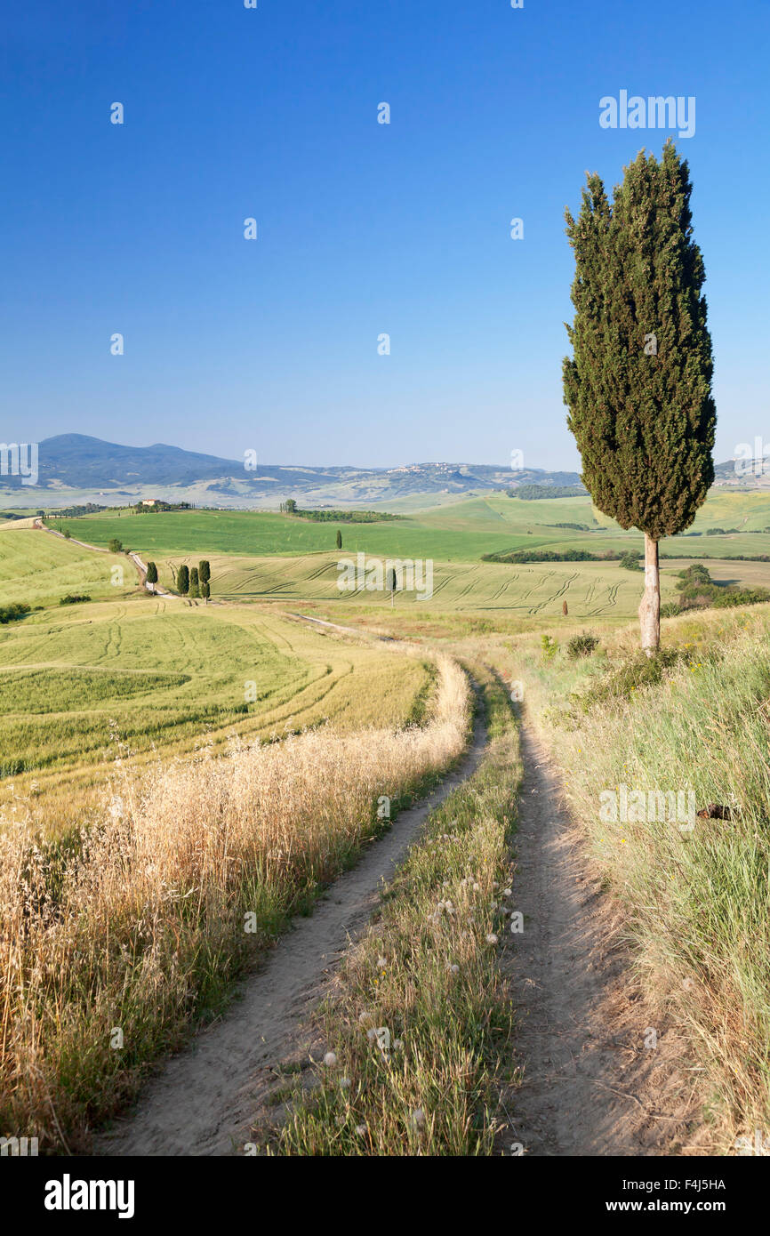 Tuscan landscape with cypress trees, near Pienza, Val d'Orcia (Orcia ...