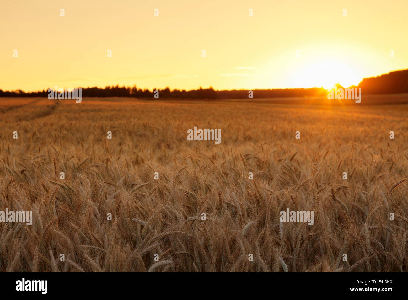 Cornfield in summer at sunset, Swabian Alps, Baden-Wurttemberg, Germany, Europe Stock Photo - Alamy