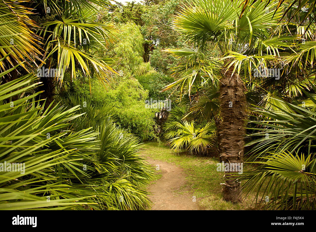 Palm trees, Botanical gardens of Chateau de Vauville, Cotentin ...