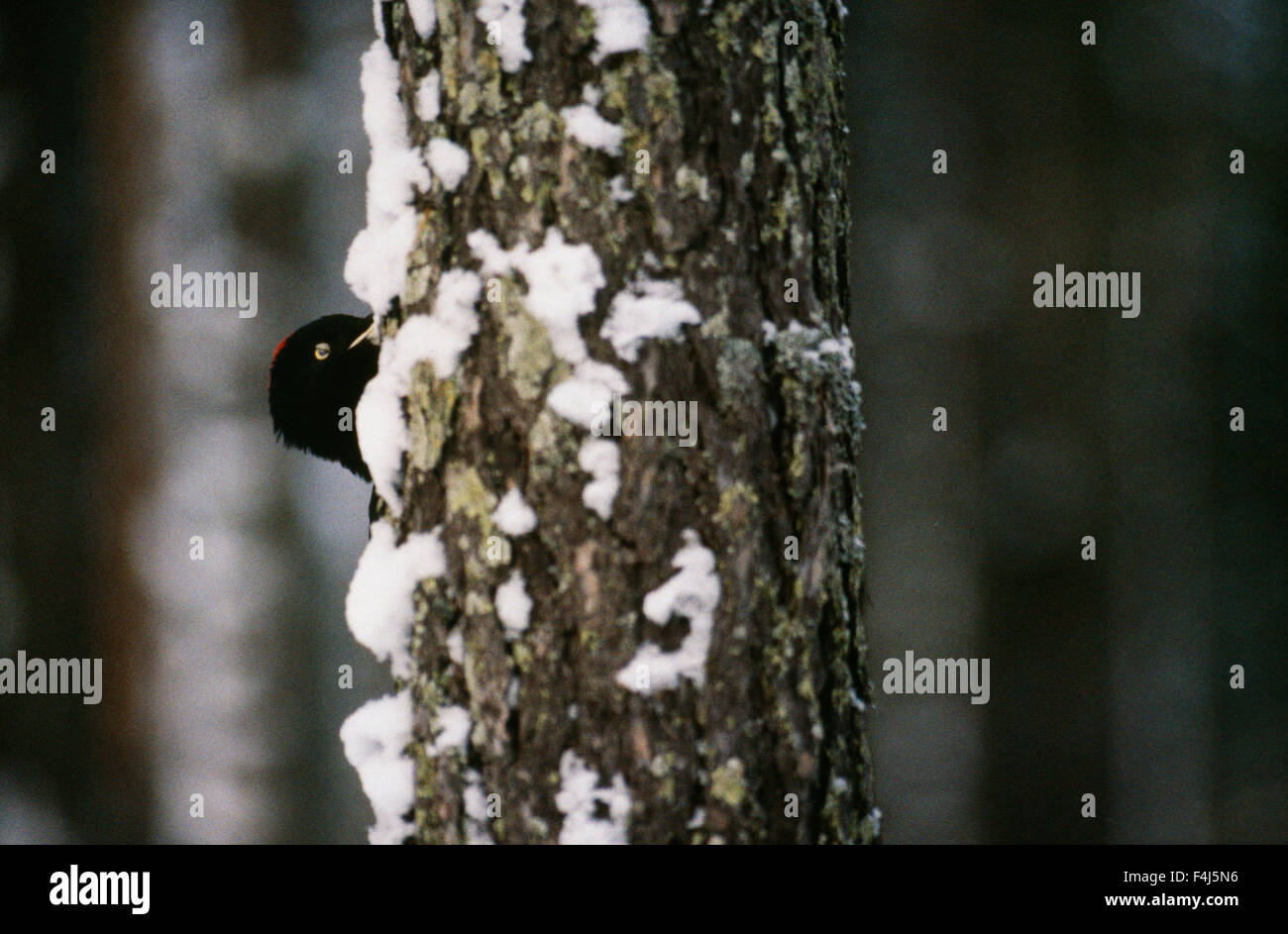 Trtee hi-res stock photography and images - Alamy