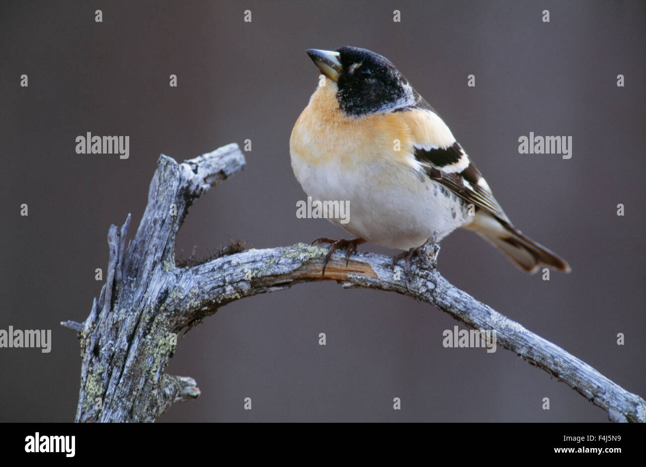 Brambling image hi-res stock photography and images - Alamy