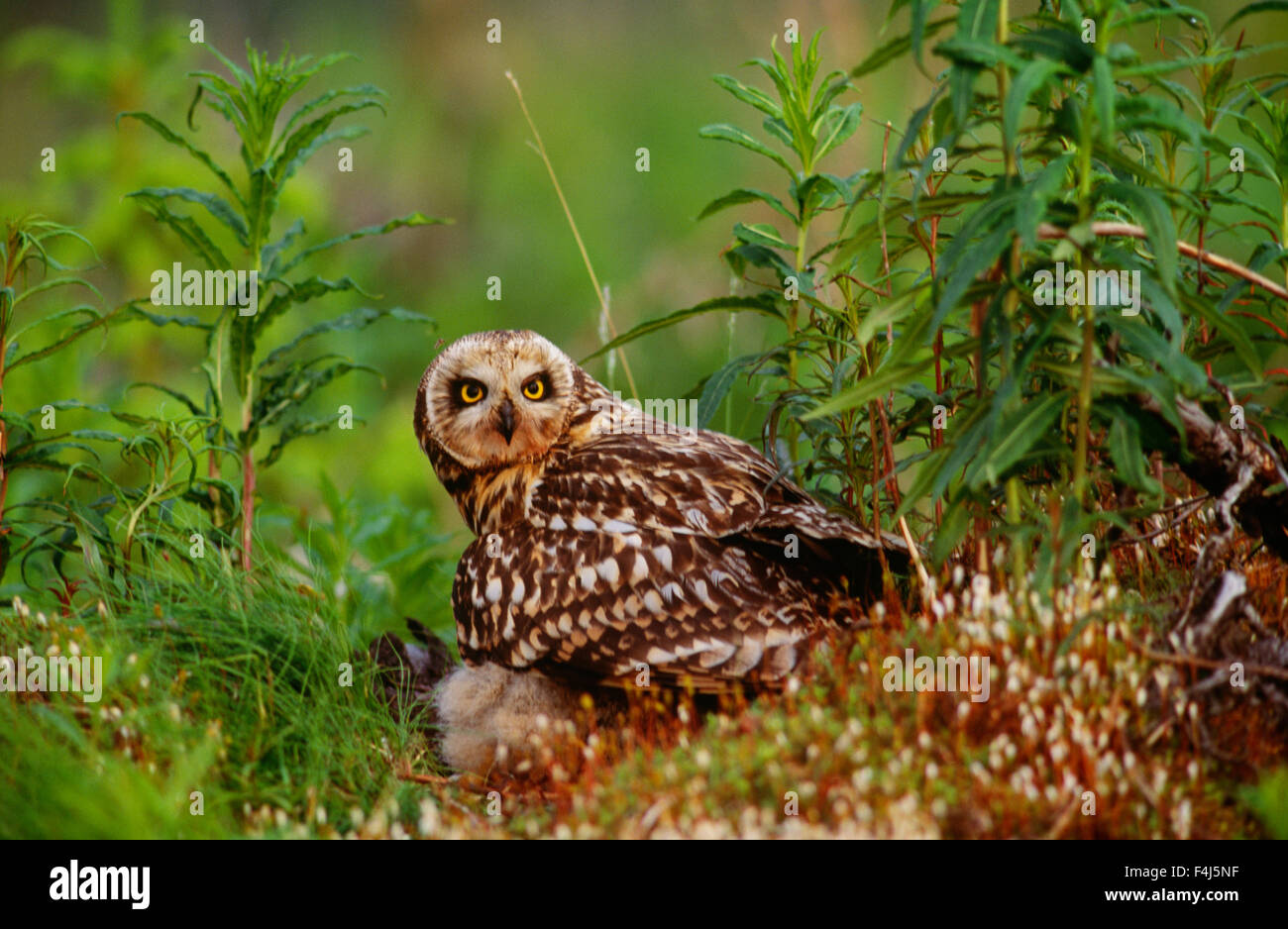 Short-eared owl at the nest Stock Photo - Alamy