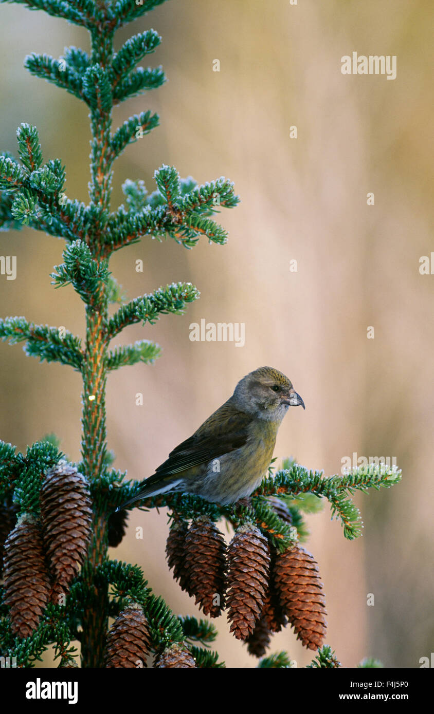 A bird in a spruce Stock Photo - Alamy