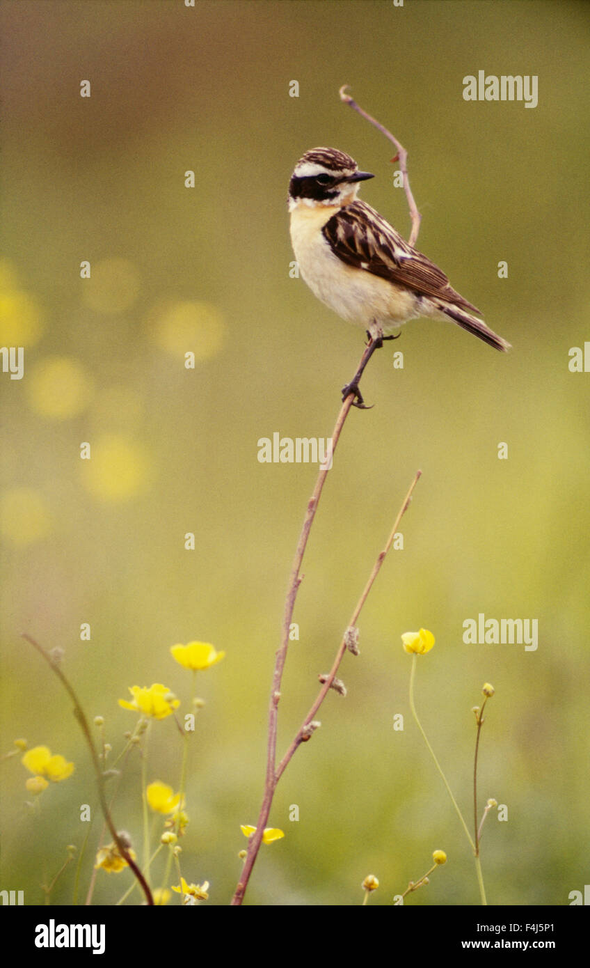 A bird sitting on a twig Stock Photo - Alamy