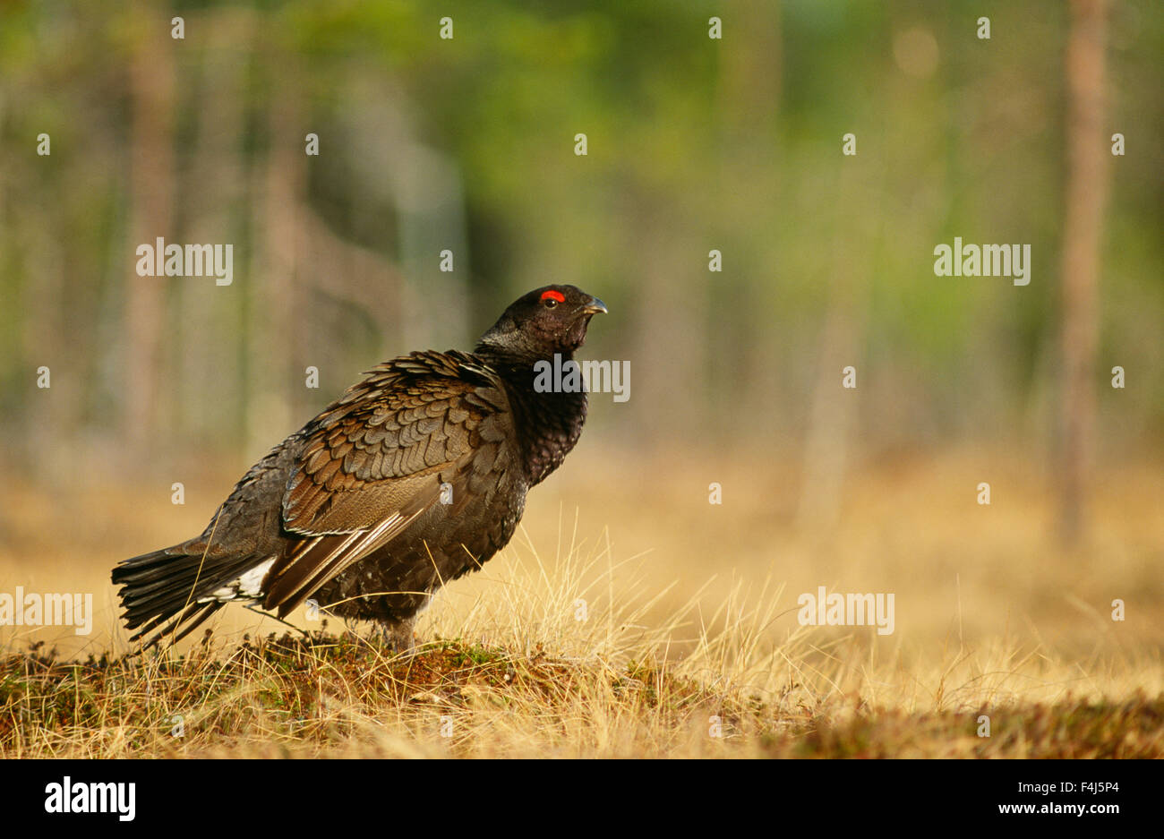 Ground bird hi-res stock photography and images - Alamy