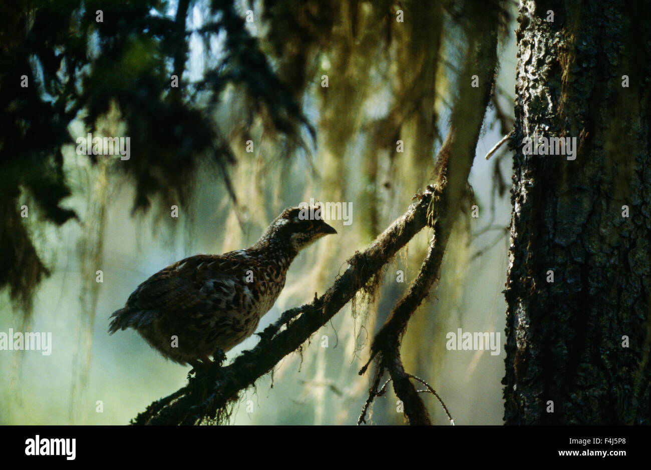 A hazel hen under the branches of a tree Stock Photo - Alamy