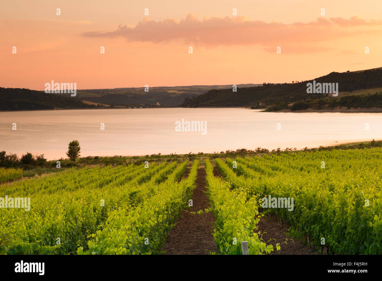 Vineyards at Lago di Corbara Lake at sunset, Perugia District, Umbria ...