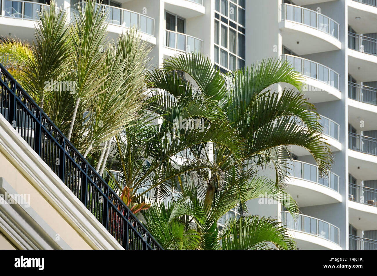 High rise tower apartment block with palm trees, Surfers Paradise, Gold ...