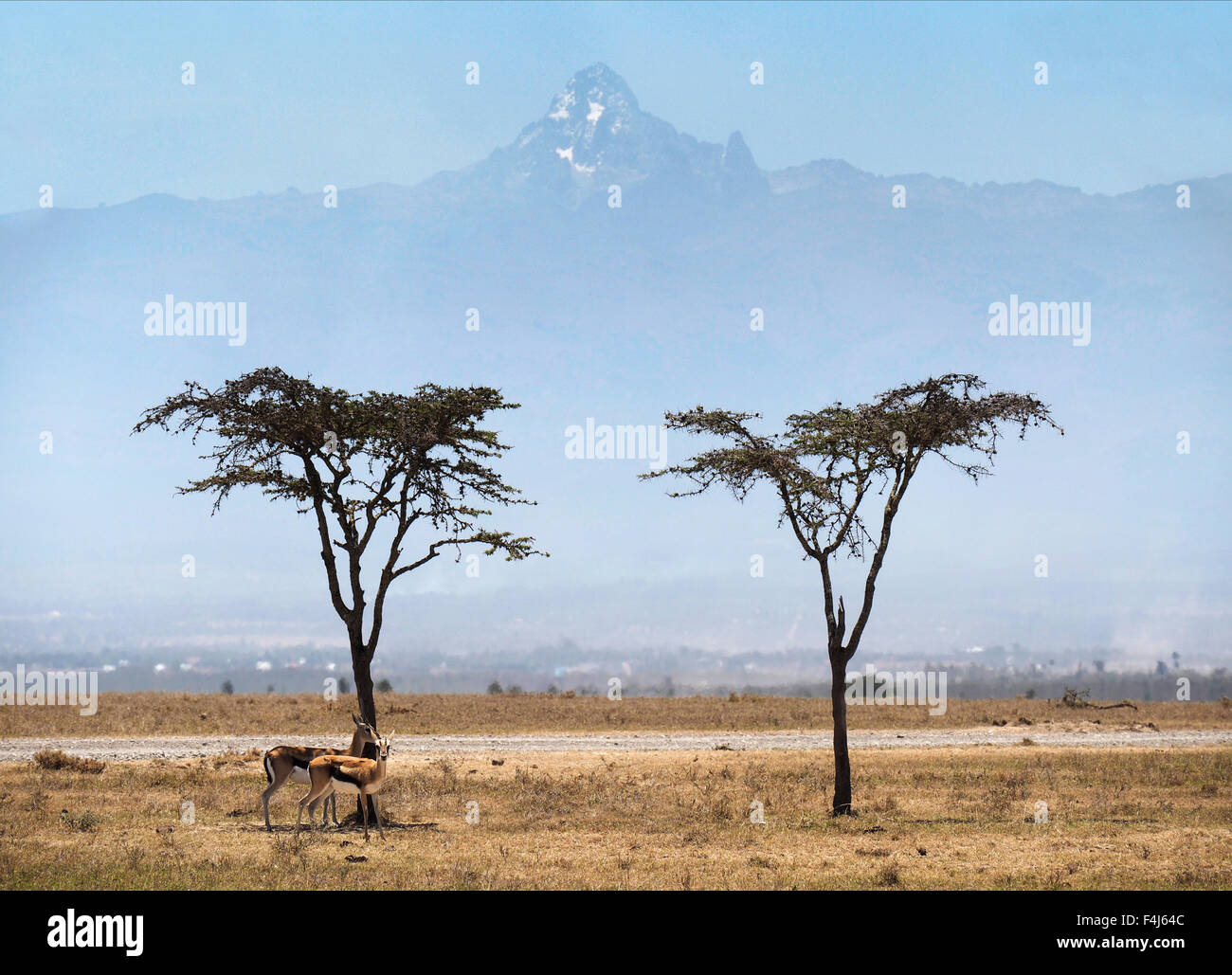 Acacia trees with Mount Kenya on Ol Pejeda Conservancy, Central Kenya ...