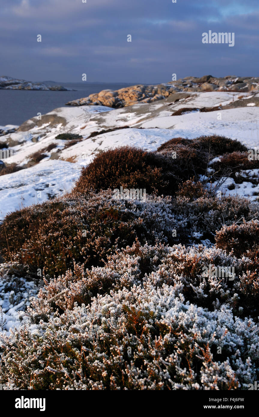 Plants and cliffs by the ocean at winter Stock Photo - Alamy