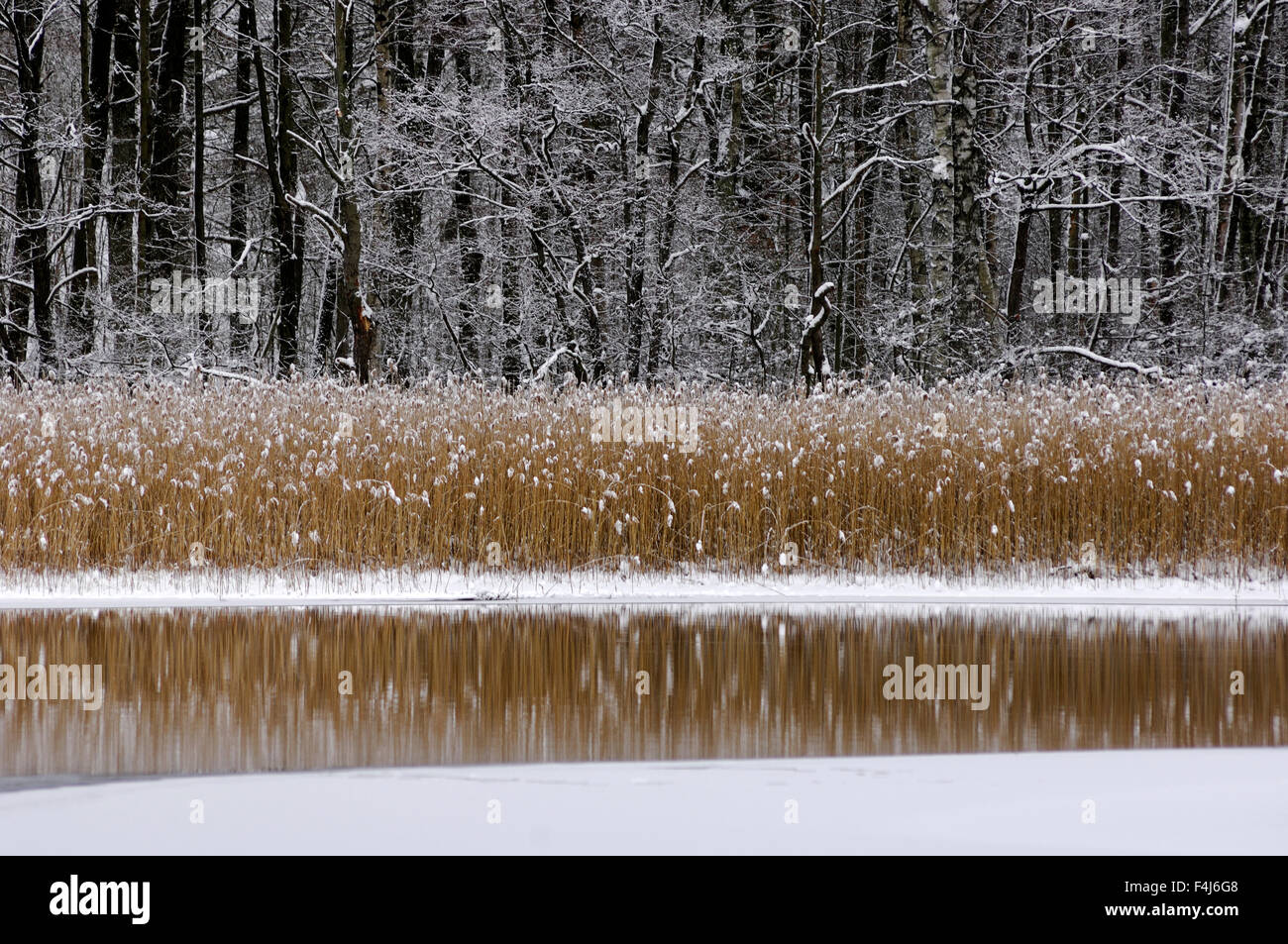 Frost on reed Stock Photo - Alamy