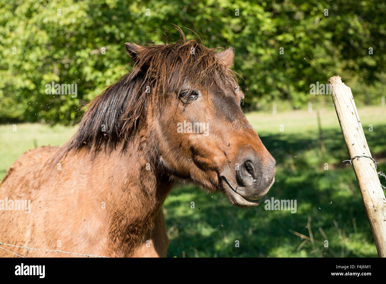 A thoroughbred horse on farm side view Stock Photo - Alamy