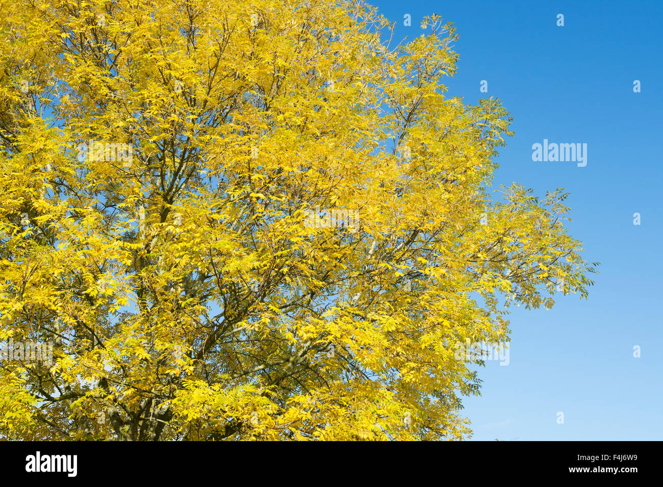 Fraxinus excelsior. Ash tree in autumn against a blue sky in Scotland ...