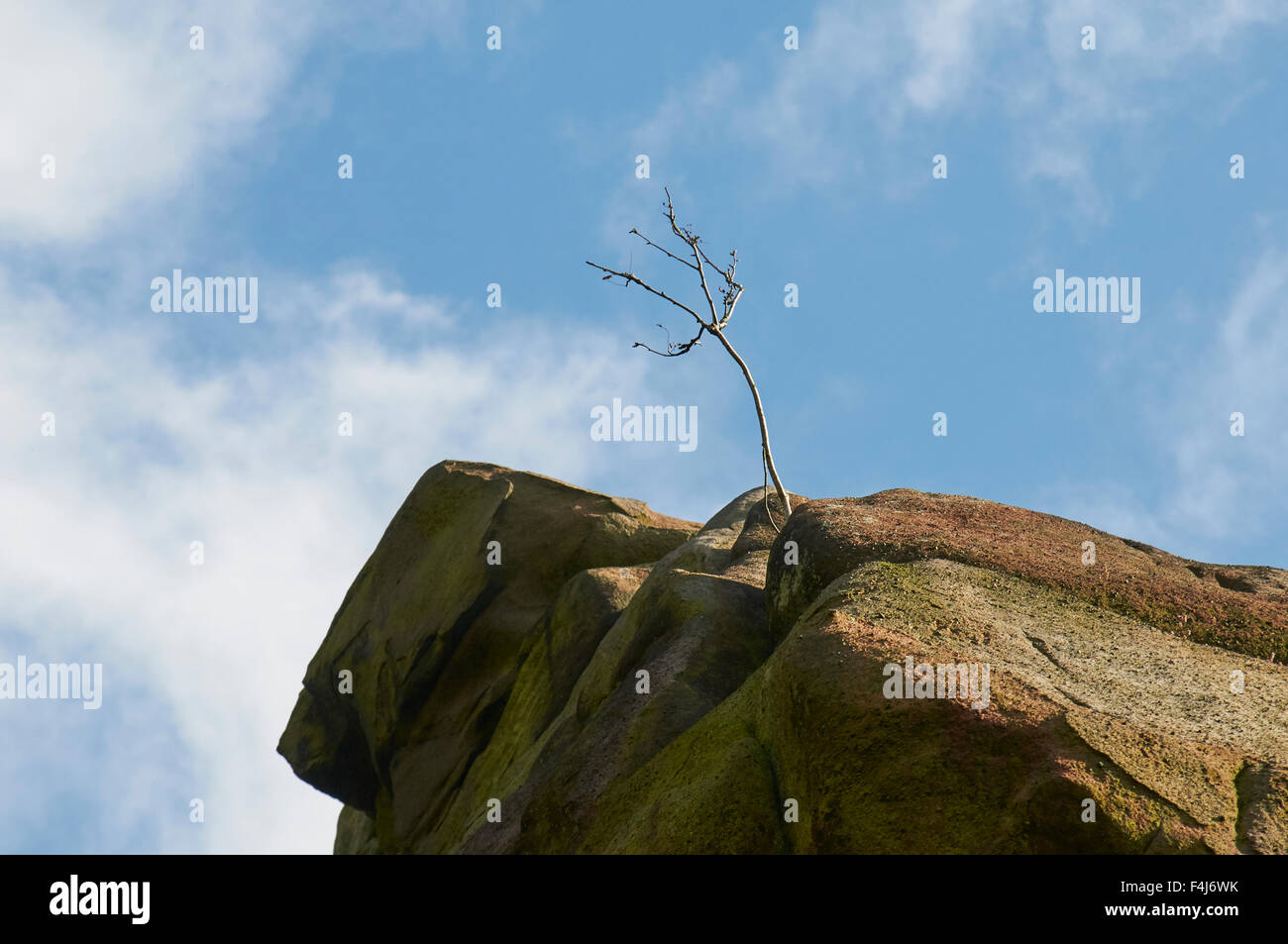 Tree growing on edge cliff hi-res stock photography and images - Alamy
