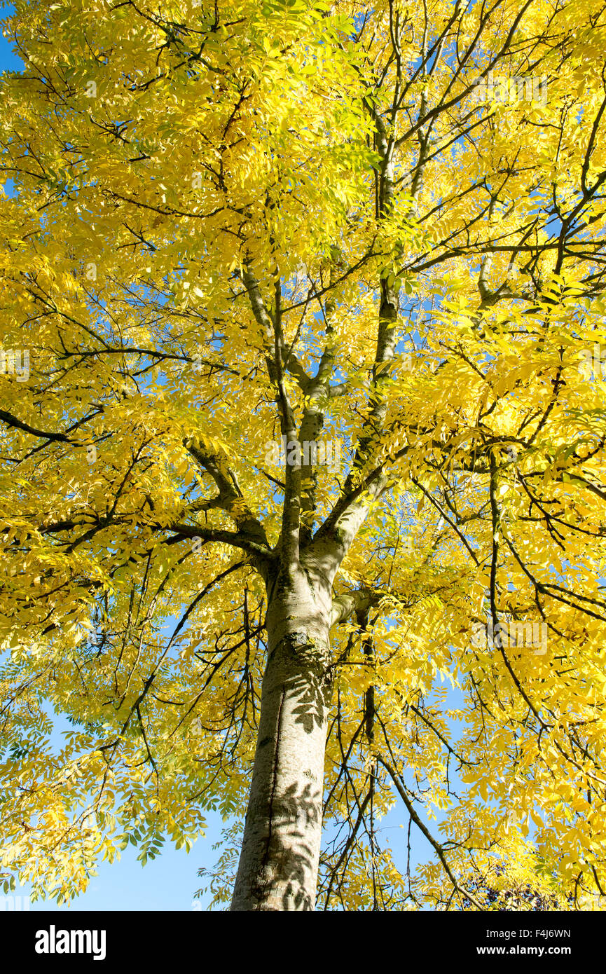 Fraxinus excelsior. Ash tree in autumn against a blue sky in Scotland ...