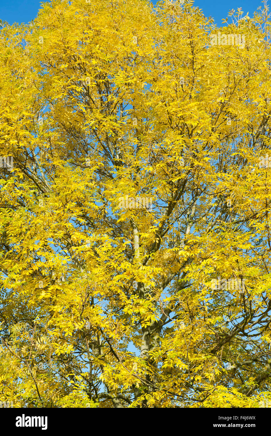 Fraxinus excelsior. Ash tree in autumn against a blue sky in Scotland ...