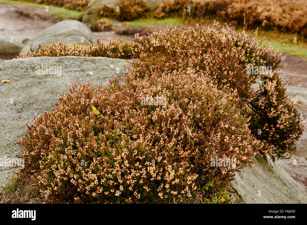 Heather on rocks hi-res stock photography and images - Alamy