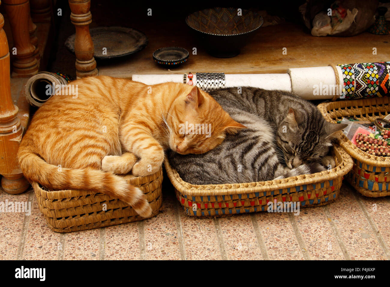 Where Do Cats Sleep Outside