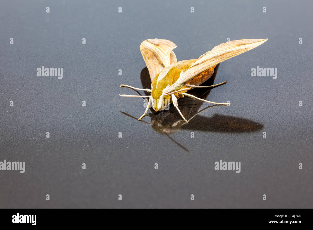Moth bug insect hi-res stock photography and images - Alamy