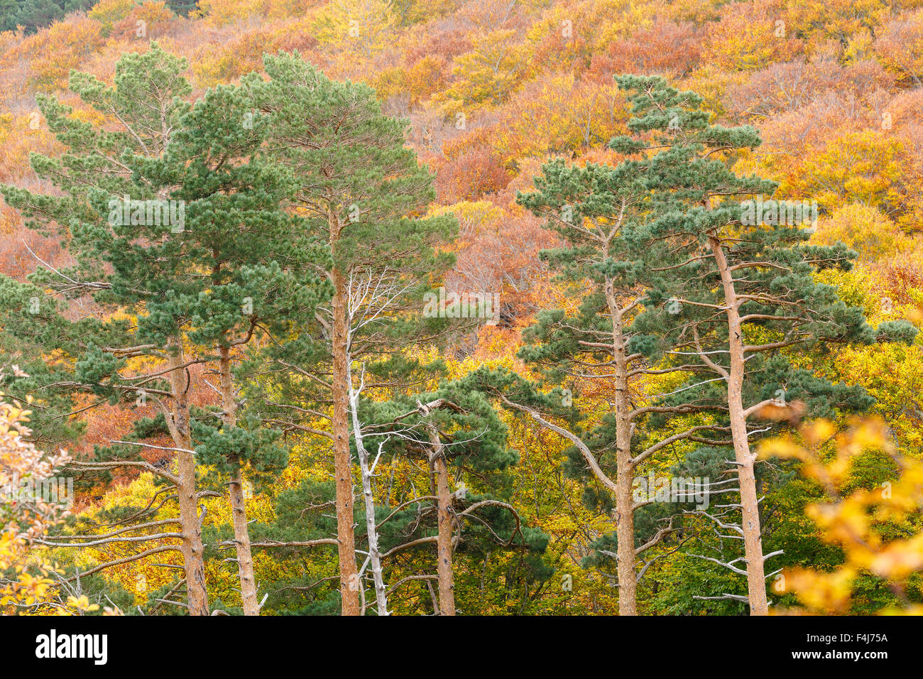 Pinus sylvatica hi-res stock photography and images - Alamy