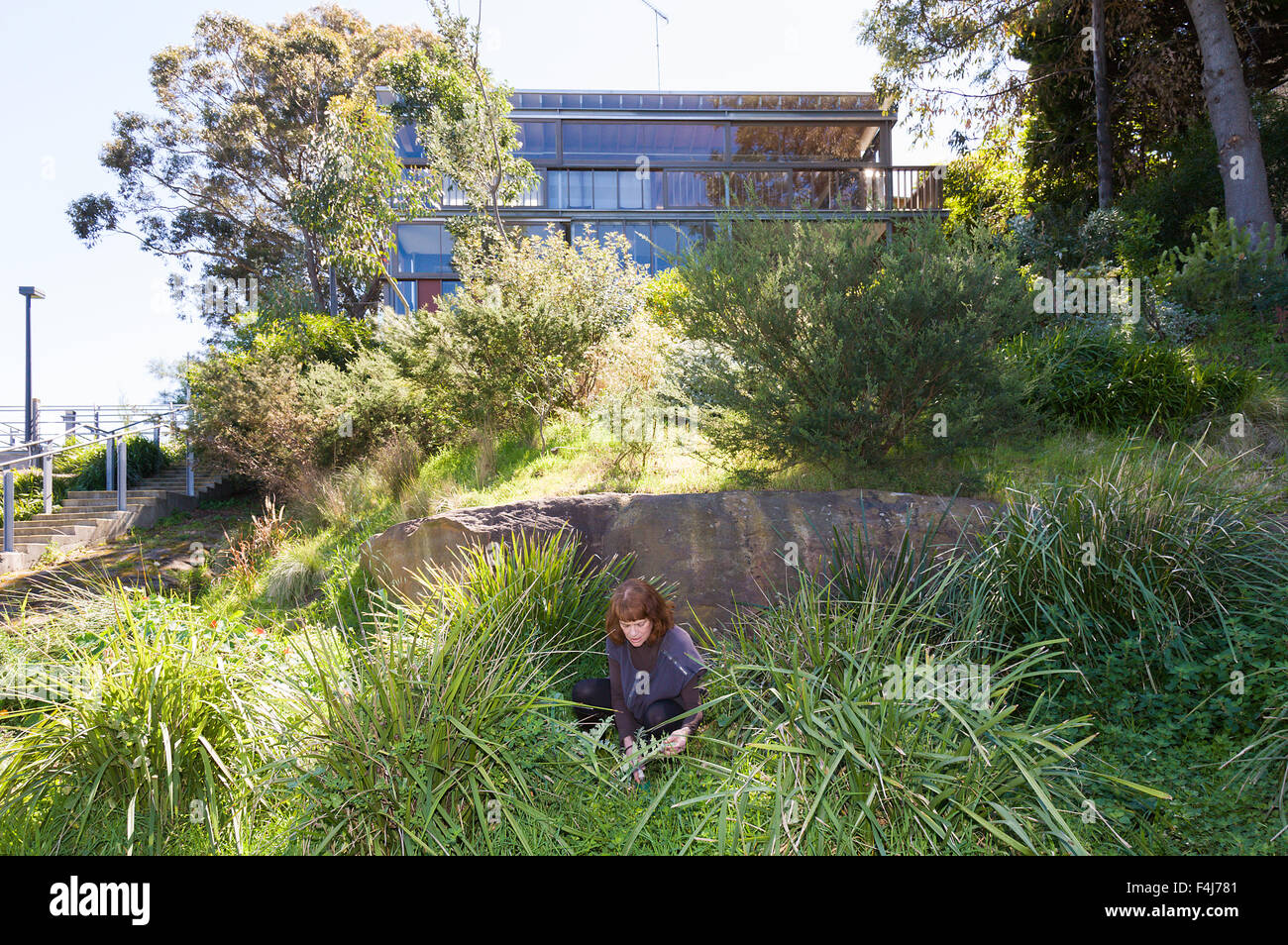 Australian artist Janet Laurence working in her garden in Sydney Stock ...