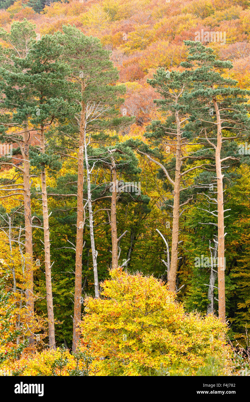 Forest in autumn. Moncayo Natural Park. Zaragoza. Aragón. Spain. Europe ...