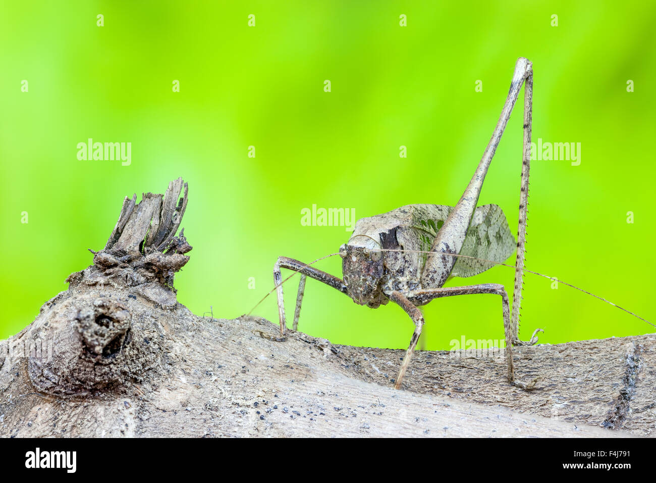 an camouflaged grasshopper on an branch of a tree Stock Photo - Alamy