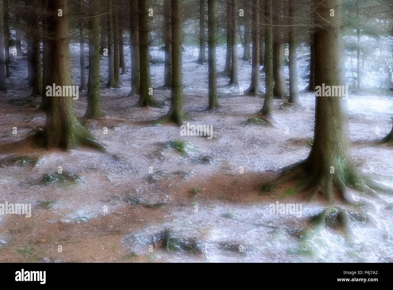 The lower part of trees in a forest Stock Photo - Alamy