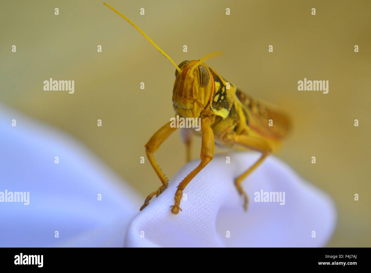 Close up Grasshopper Stock Photo - Alamy