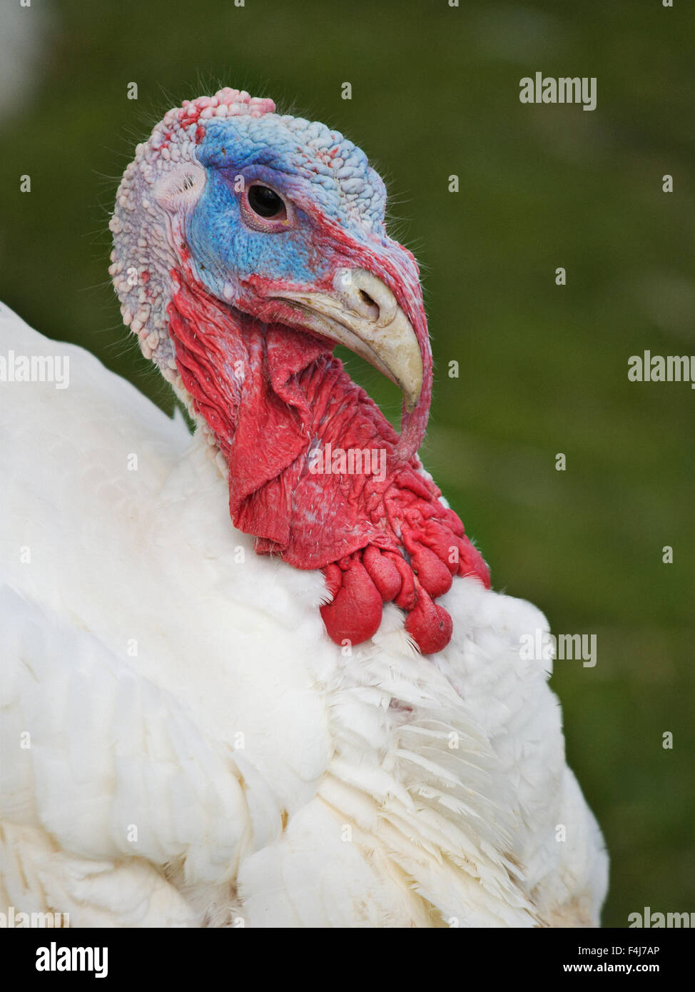 Sweden turkey hi-res stock photography and images - Alamy