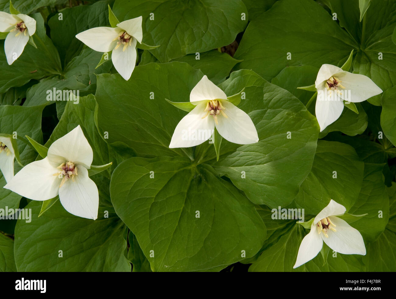Birthroot hi-res stock photography and images - Alamy